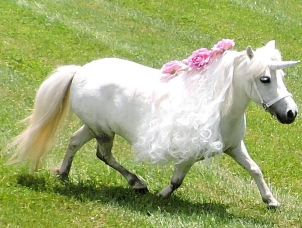 Parties With Character | Tampa Unicorn Pony Party Rentals